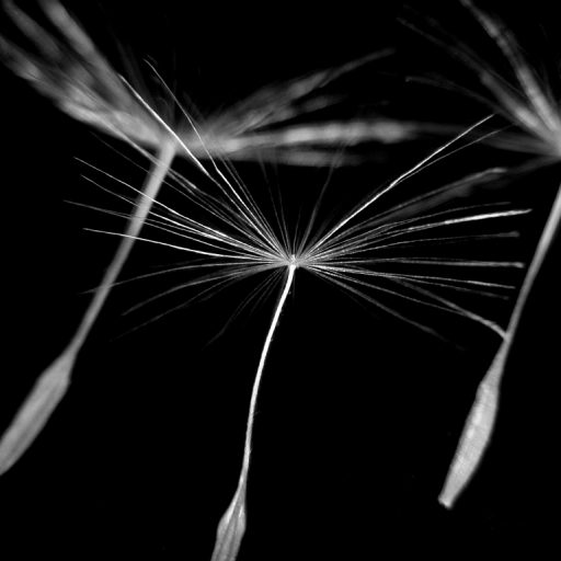 About - Pappus Consulting